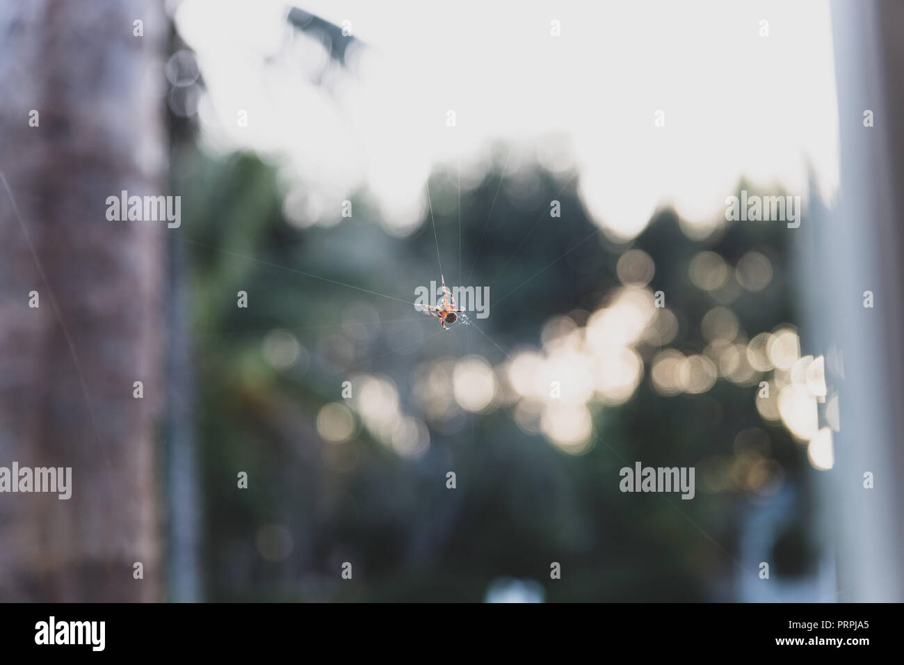 spider spinning a web Stock Photo - Alamy