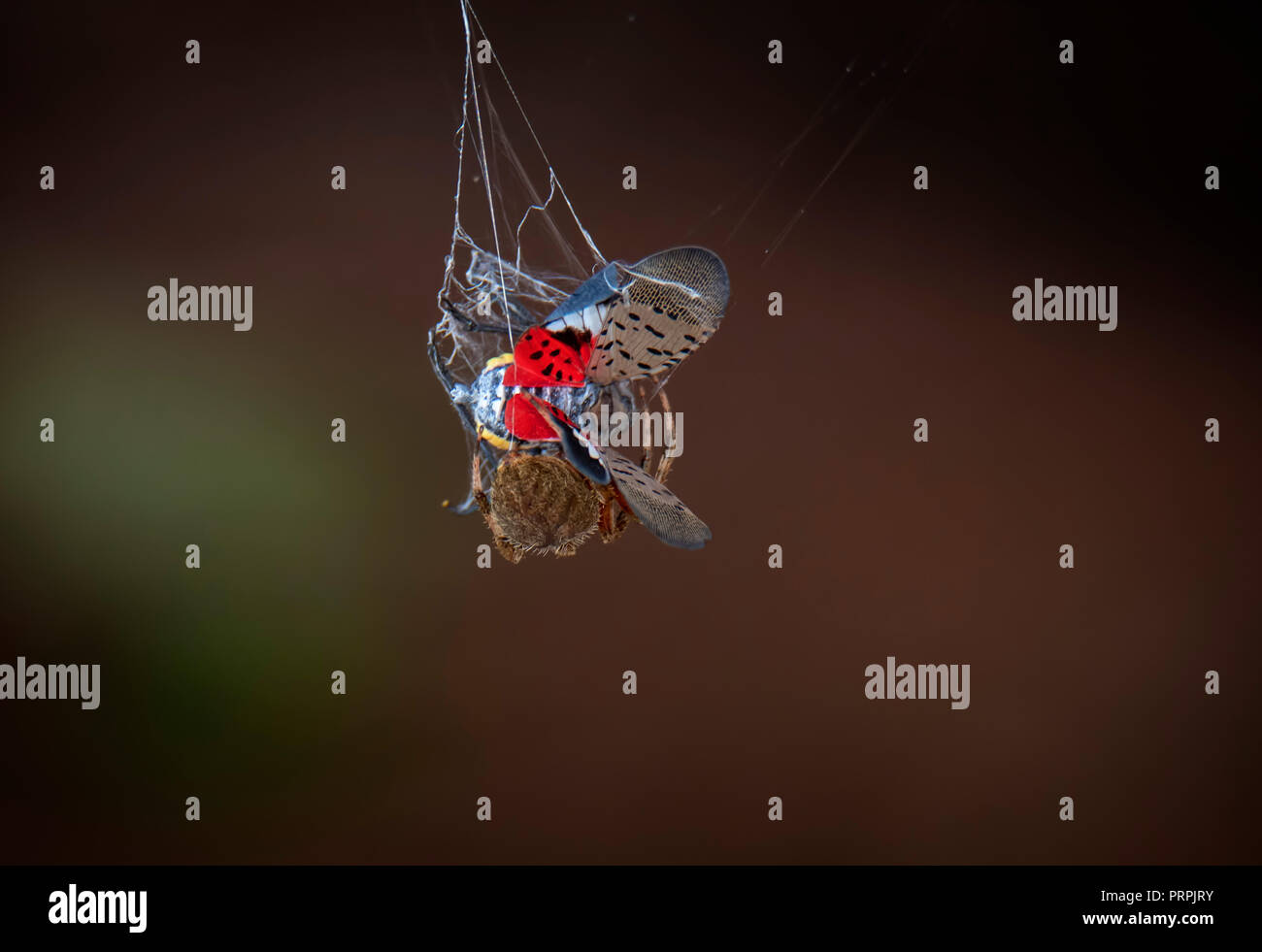 Cross spider fly in web hi-res stock photography and images - Alamy