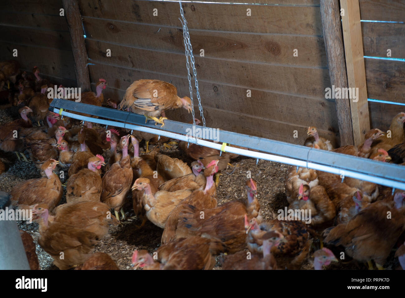 Free range chicken on a traditional poultry farm, France Stock Photo ...