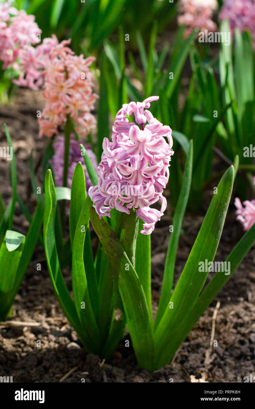 hyacinth flowers in a garden Stock Photo - Alamy