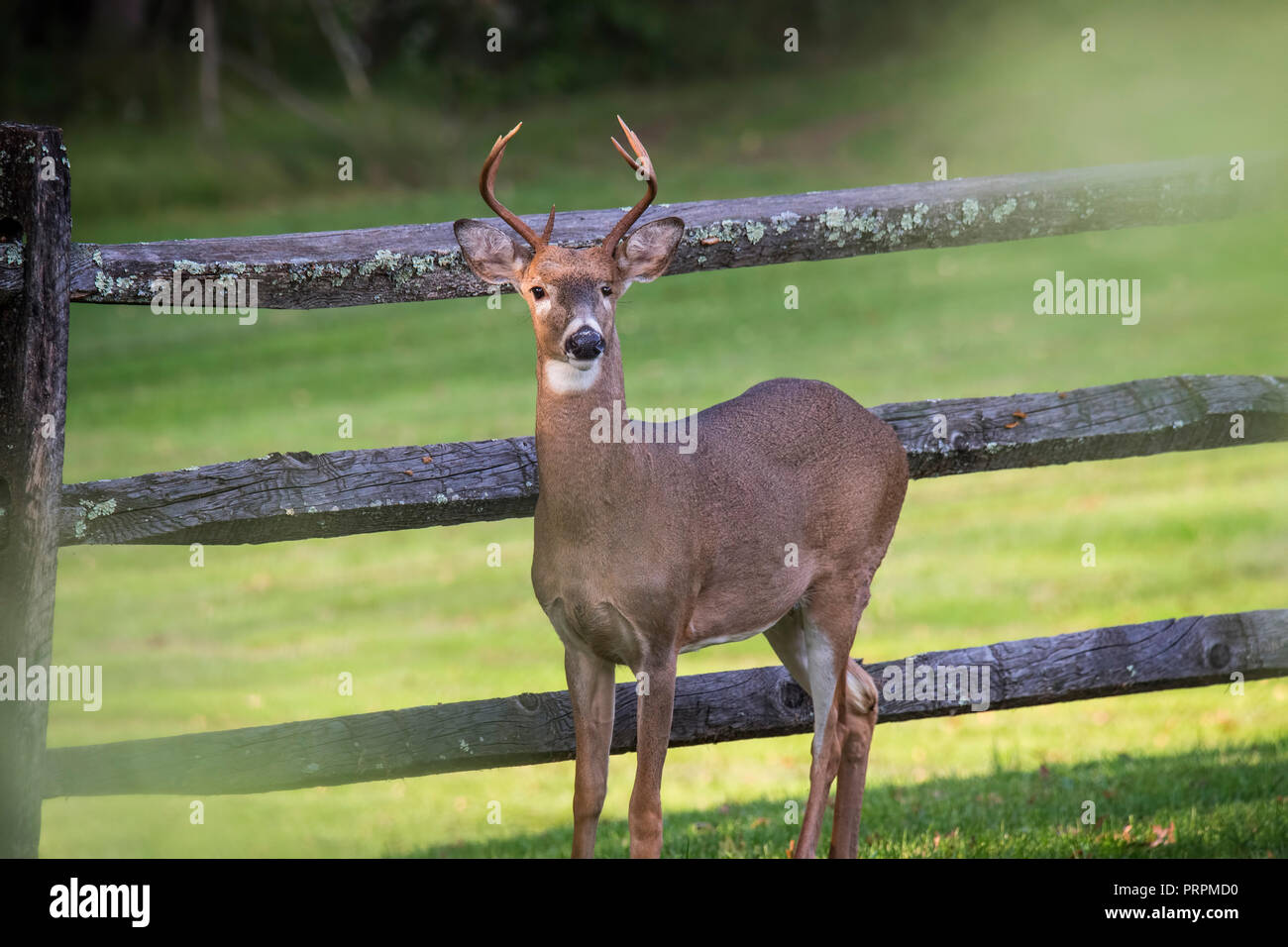 Buck whitetail deer hi-res stock photography and images - Alamy