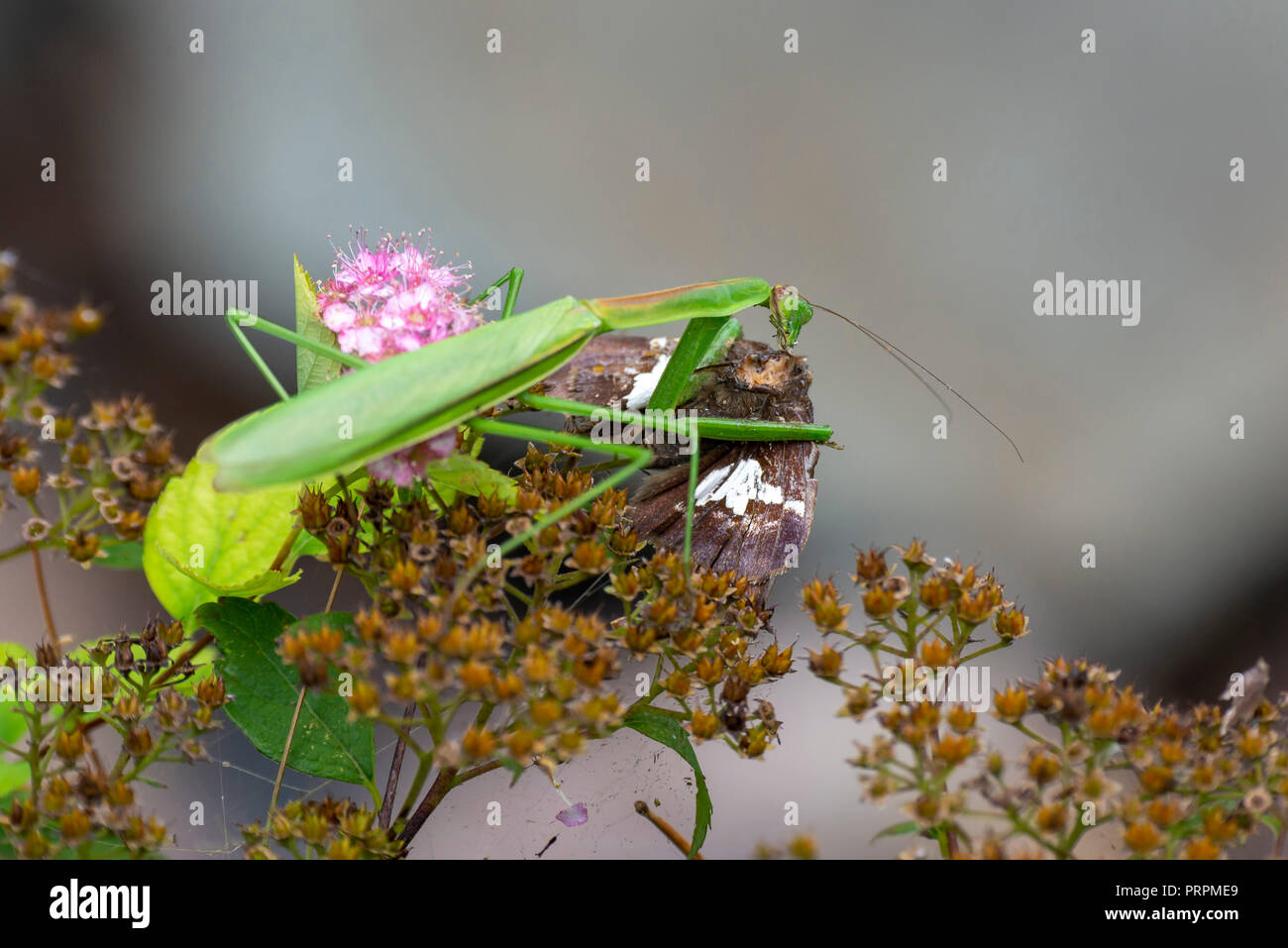 Praying mantis butterfly hi-res stock photography and images - Alamy