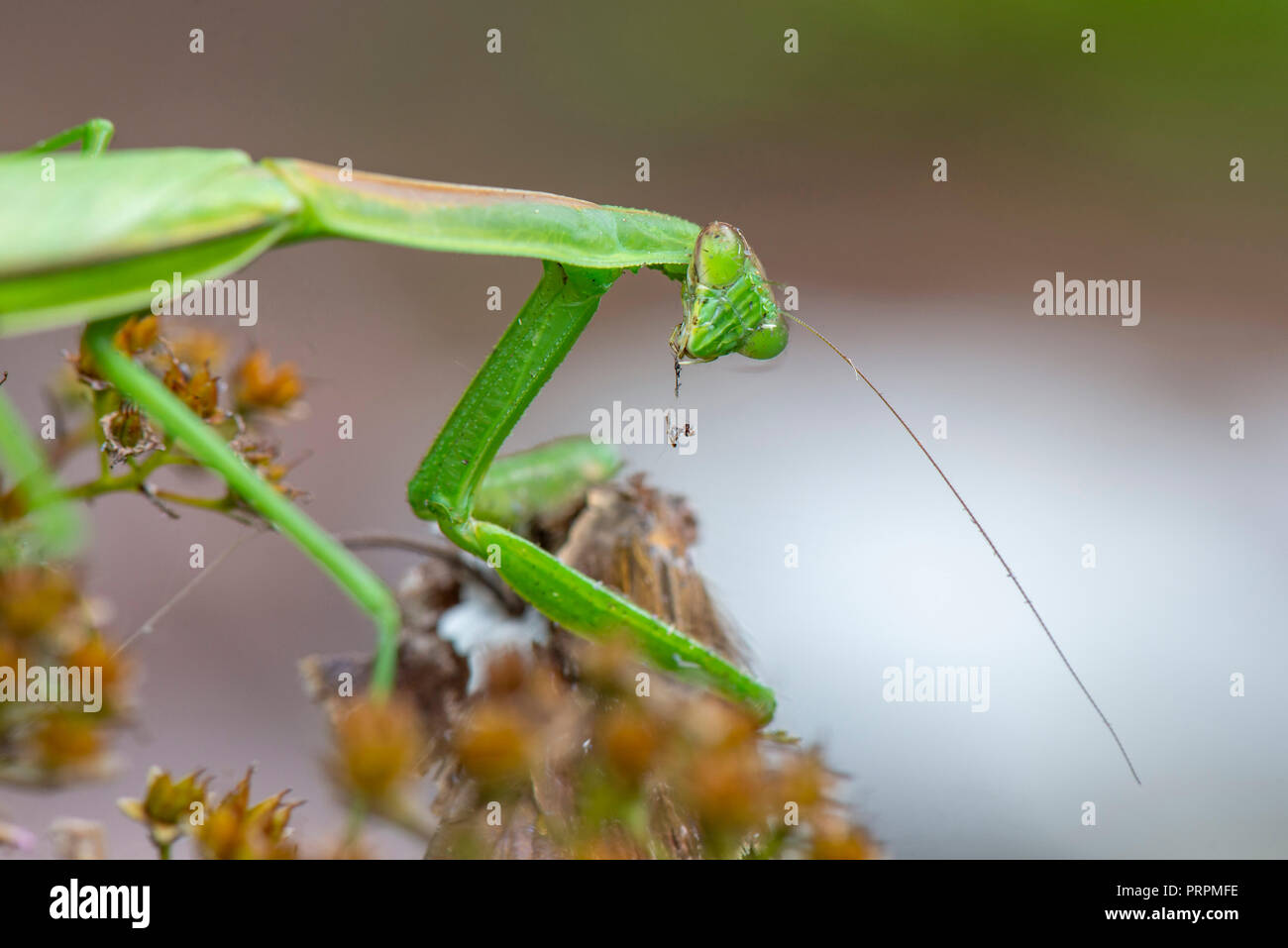 Praying mantis eating hi-res stock photography and images - Alamy