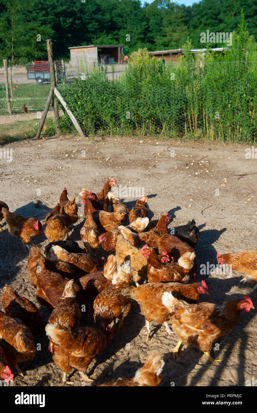 Free range chicken on a traditional poultry farm, France Stock Photo ...