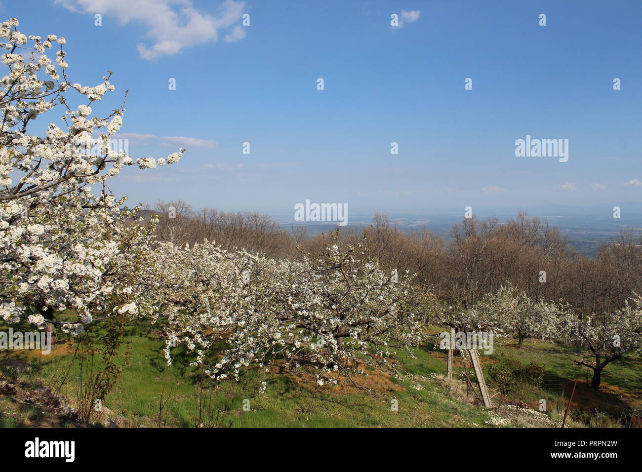 Cherry blossom at Jerte Valley, Cerezos en flor Valle del Jerte. Cherry ...