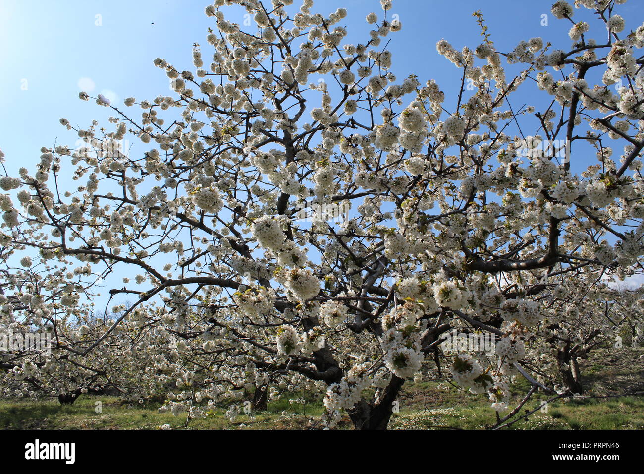 Cherry blossom at Jerte Valley, Cerezos en flor Valle del Jerte. Cherry ...