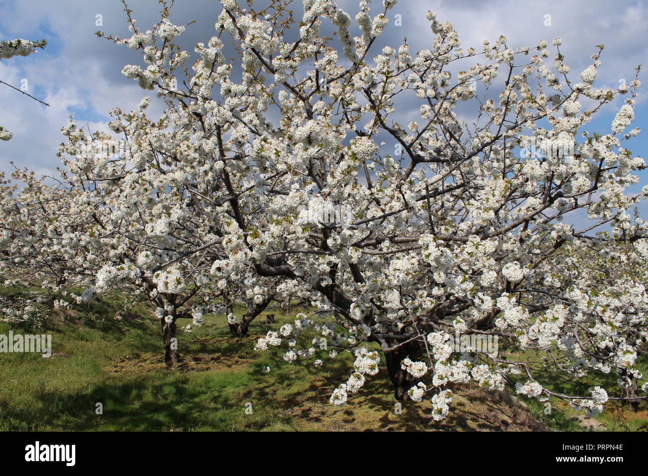Cherry blossom at Jerte Valley, Cerezos en flor Valle del Jerte. Cherry ...