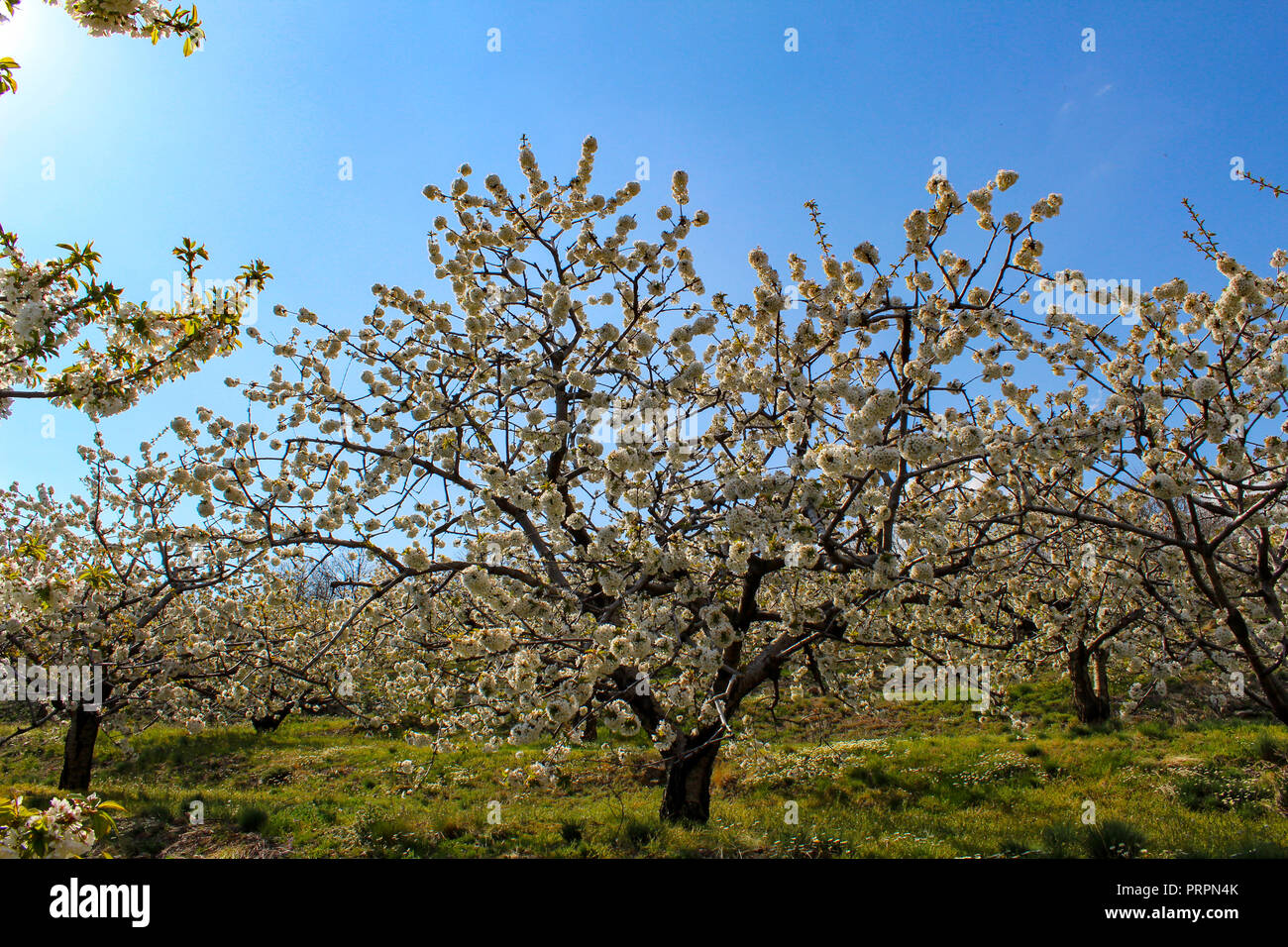 Cherry blossom at Jerte Valley, Cerezos en flor Valle del Jerte. Cherry ...
