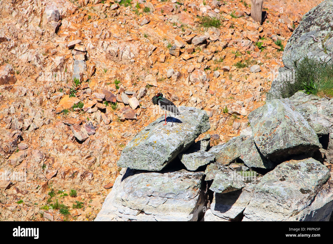 Single black stork standing on a leg in a rock Stock Photo - Alamy