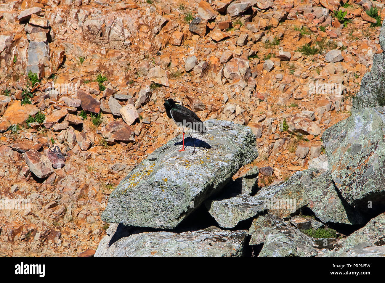 Single black stork standing on a leg in a rock Stock Photo - Alamy