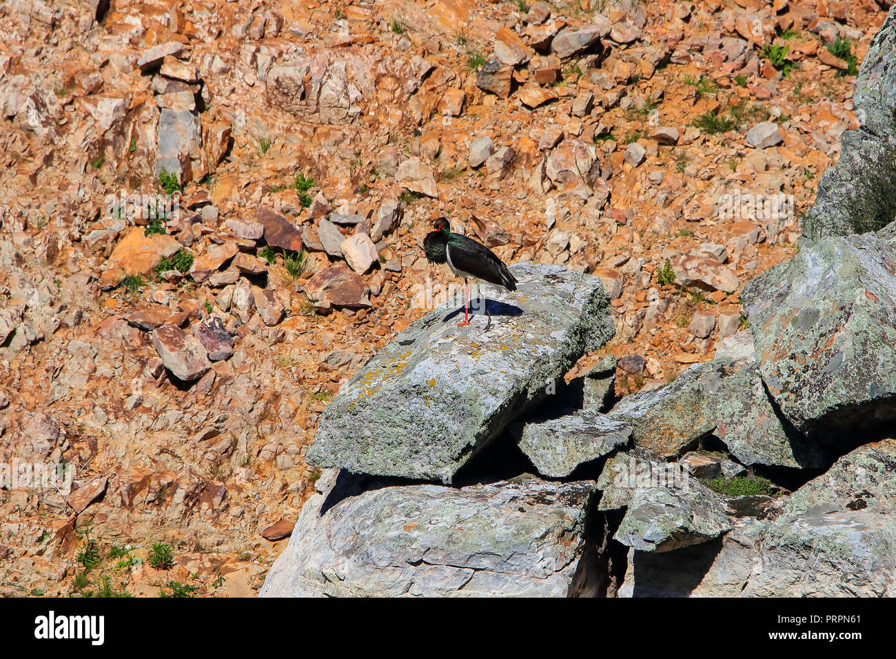 Single black stork standing on a leg in a rock Stock Photo - Alamy