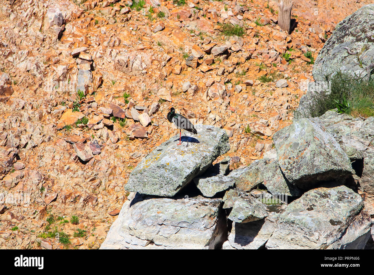 Single black stork standing on a leg in a rock Stock Photo - Alamy