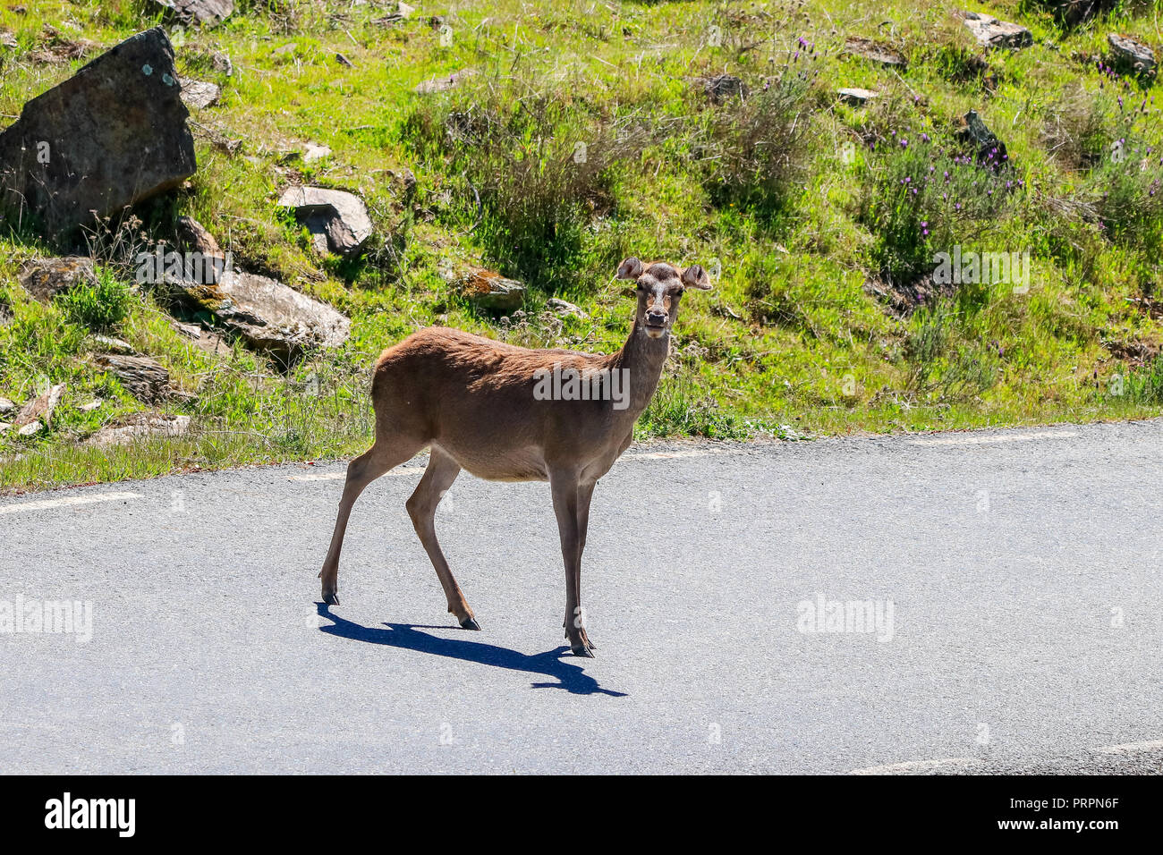 Deer in nature crossing the road Stock Photo - Alamy