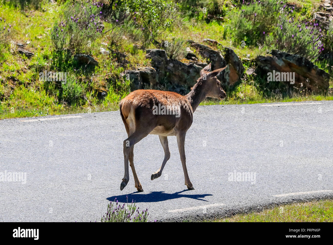 Deer in nature crossing the road Stock Photo - Alamy