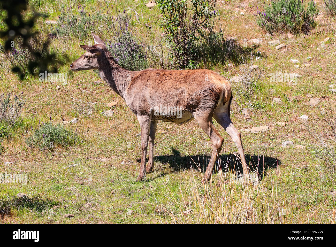 Deer walking in nature Stock Photo - Alamy