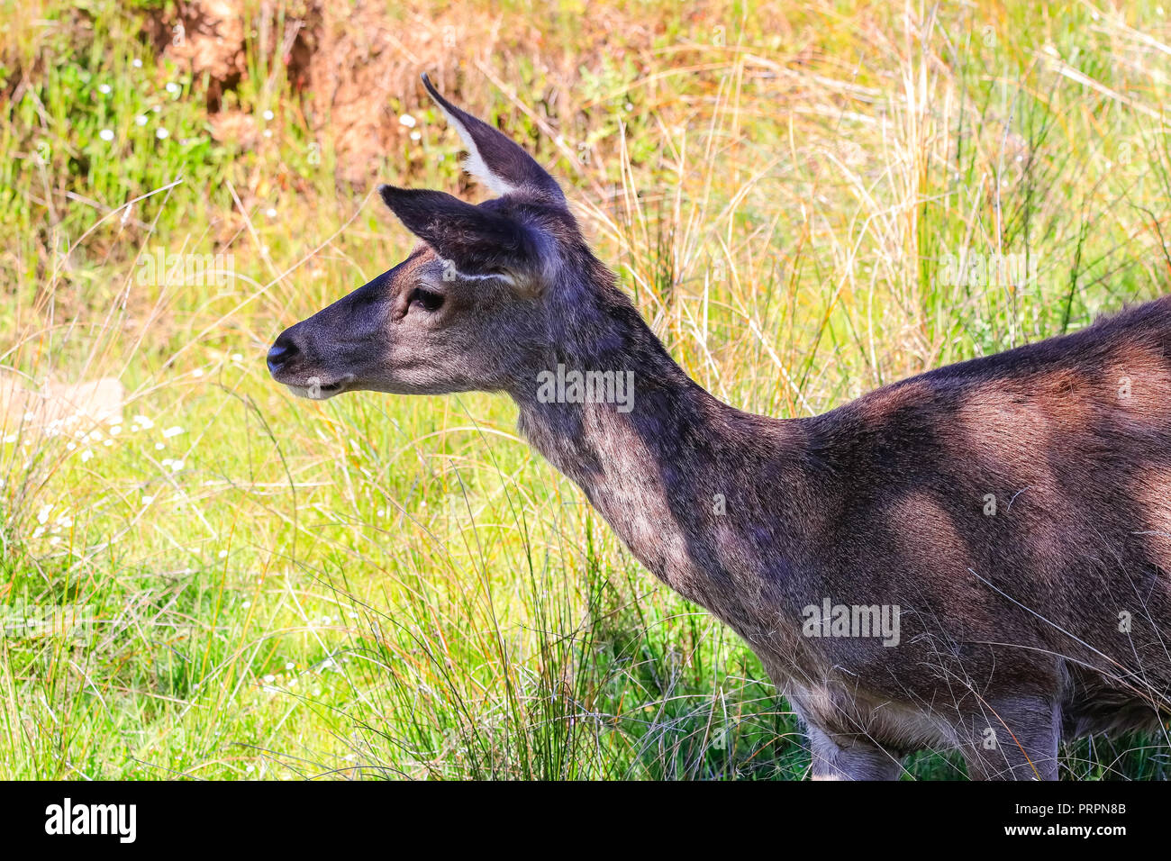Deer hiding in bush Stock Photo - Alamy