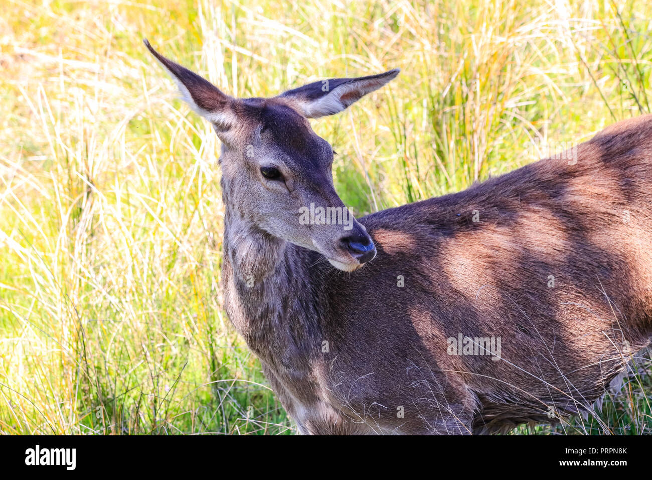 Deer hiding in bush Stock Photo - Alamy