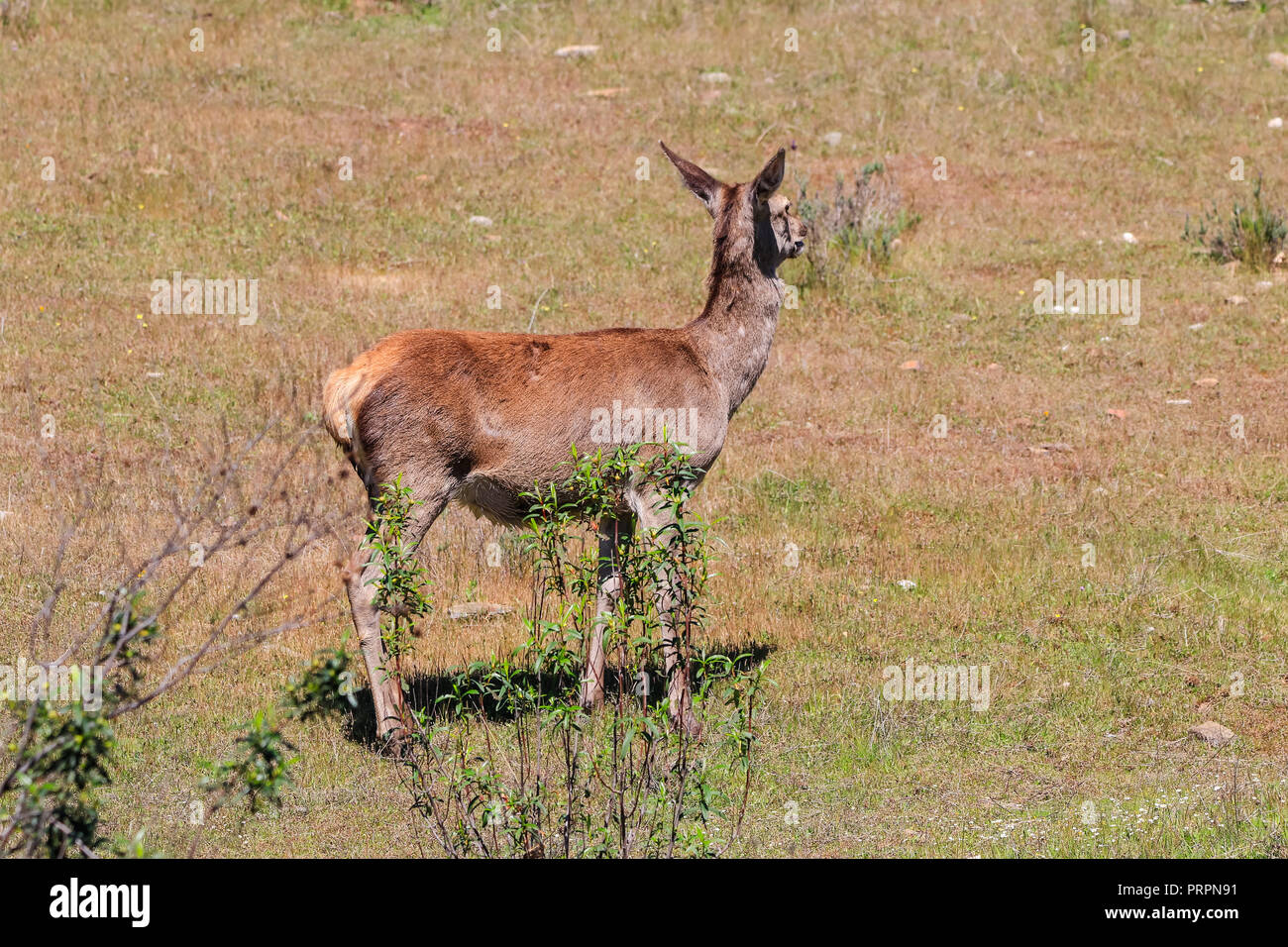 Deer hiding in bush Stock Photo - Alamy