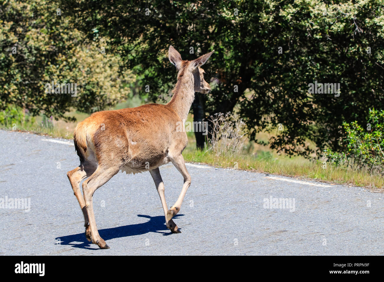 Deer in nature crossing the road Stock Photo - Alamy