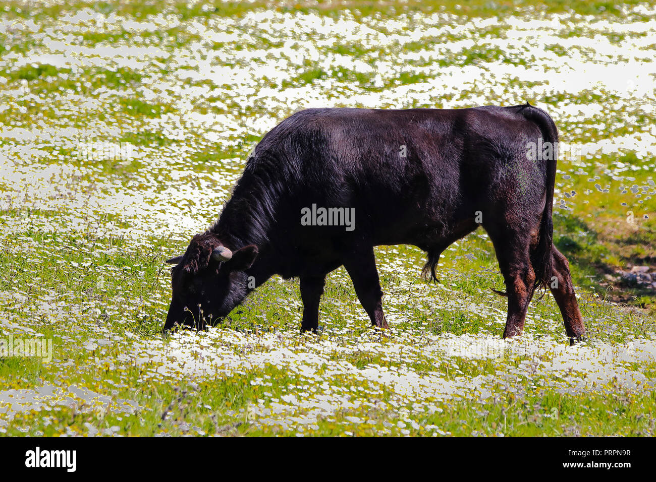 Spain andalusia bull cattle cow hi-res stock photography and images - Alamy