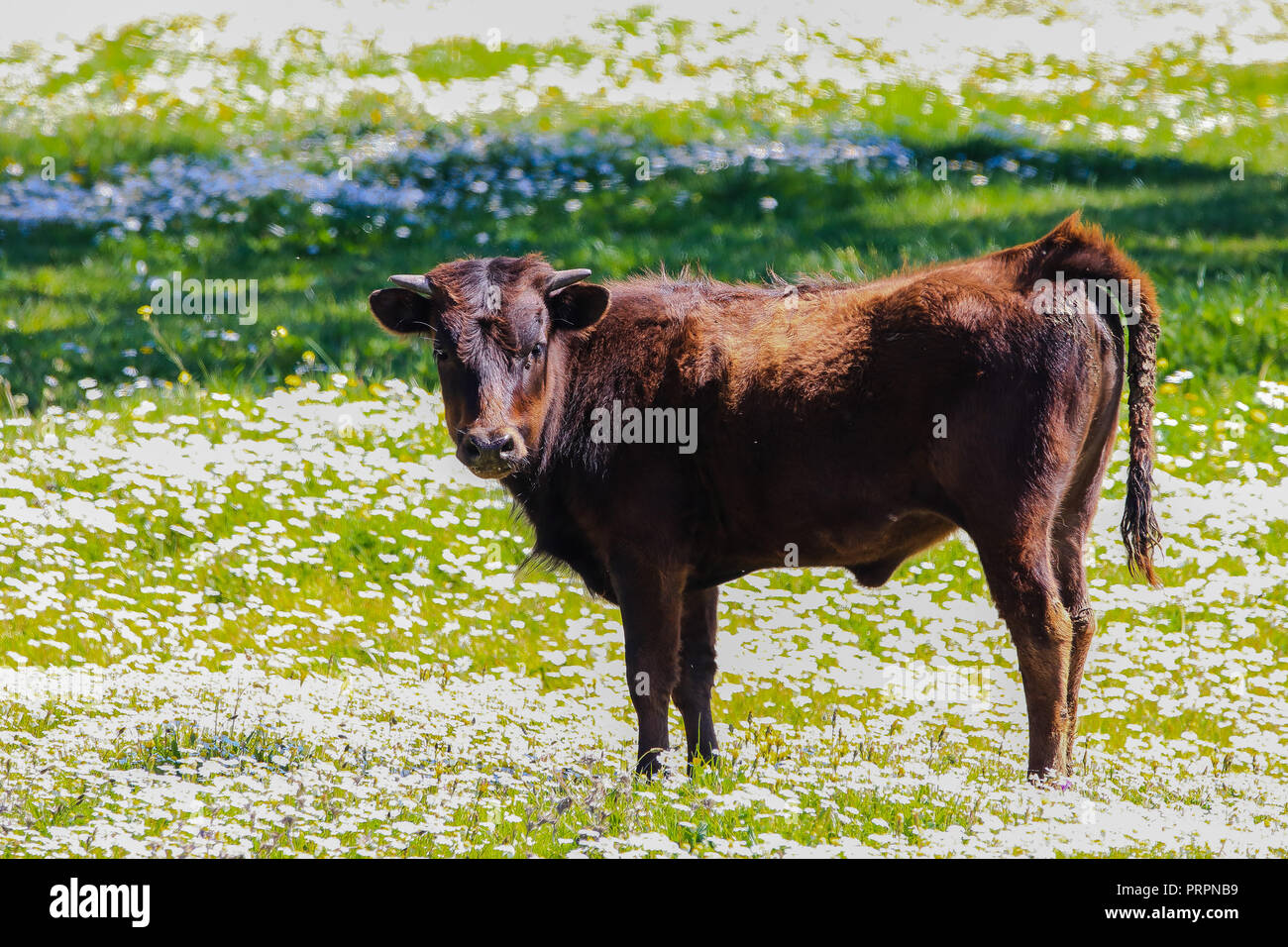 Bull daisy hi-res stock photography and images - Alamy