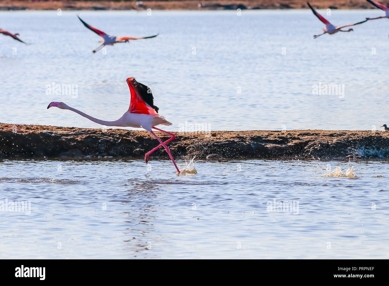 Beautiful Flamingos taking flight with backlight at sunset Stock Photo ...
