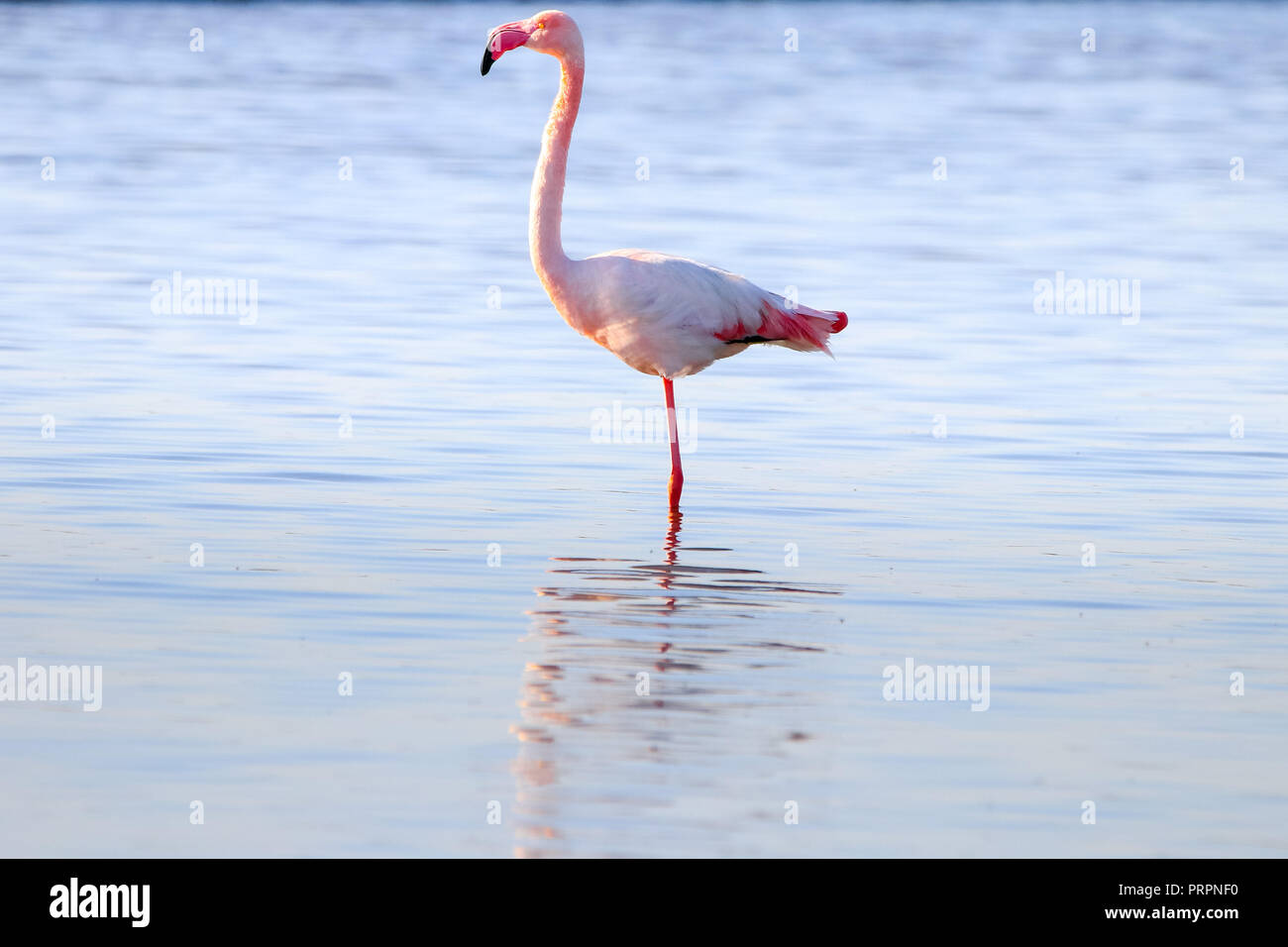 Flamingo At Sunset Stock Photos & Flamingo At Sunset Stock Images - Alamy