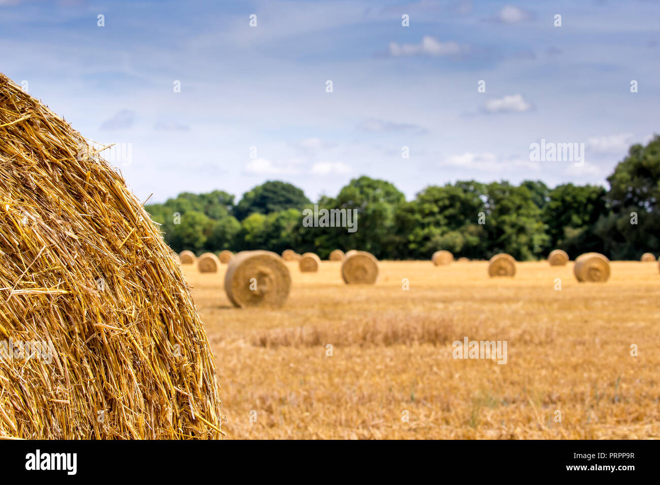 Landscape shot capturing harvest time - round bales of hay, straw in UK ...