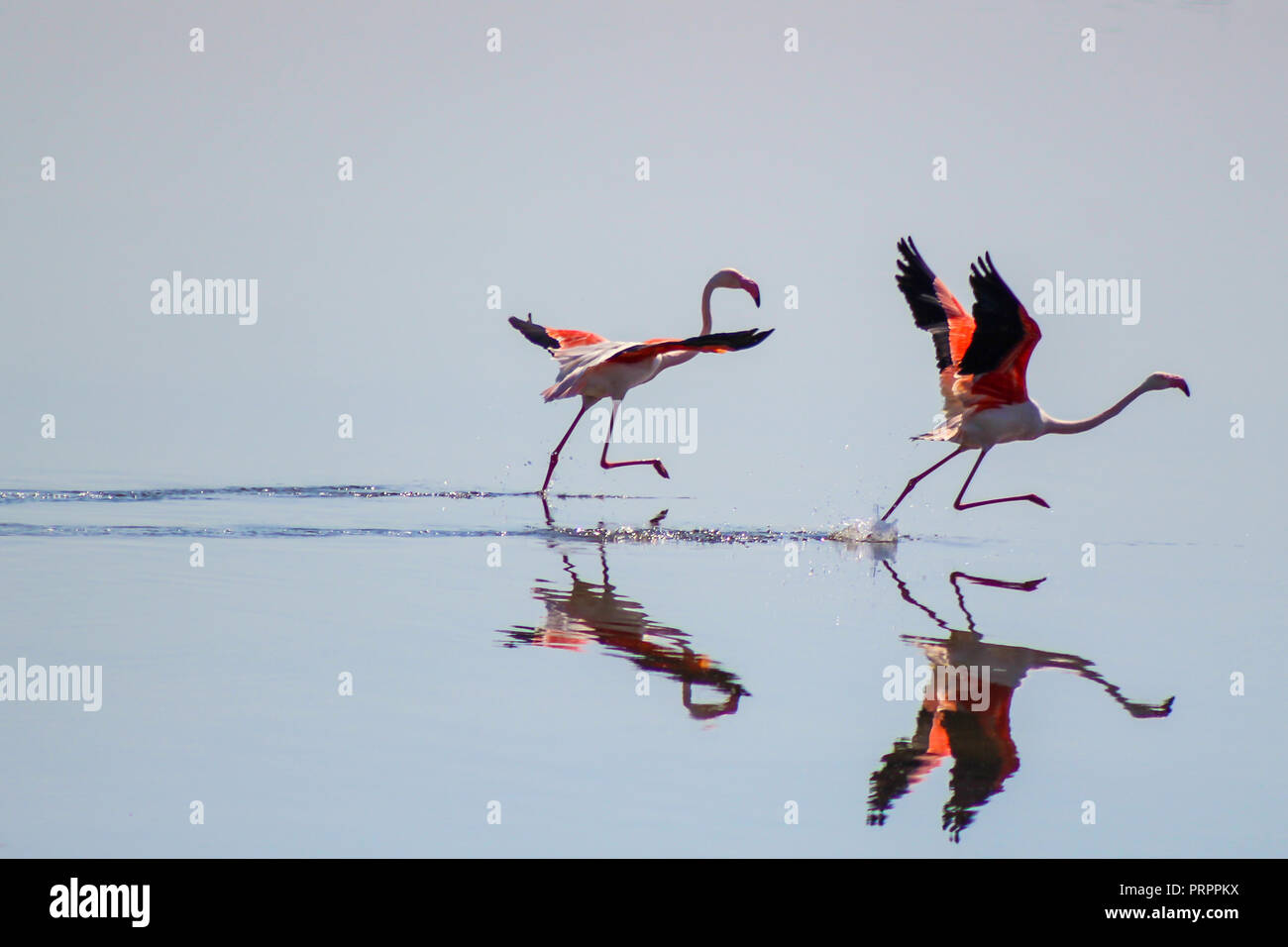 Two Flamingos starting to run Stock Photo - Alamy
