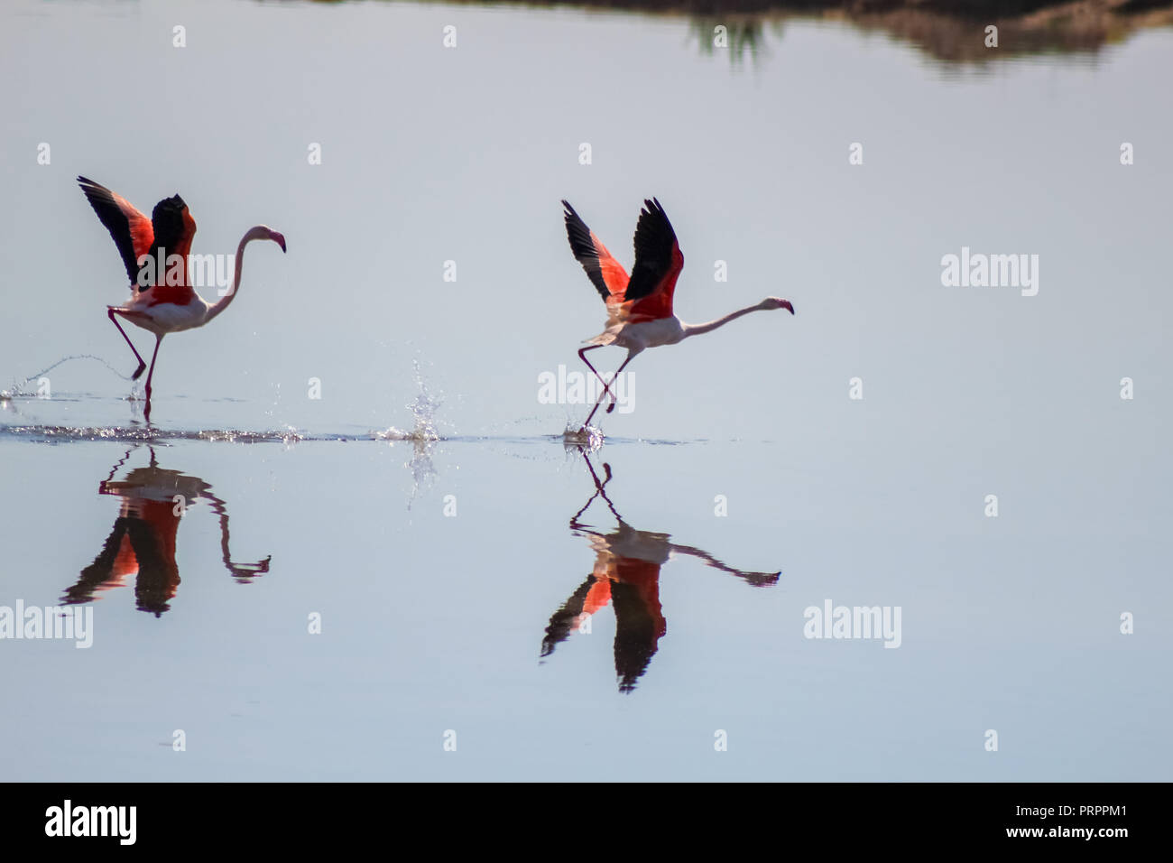 Male flamingos hi-res stock photography and images - Alamy