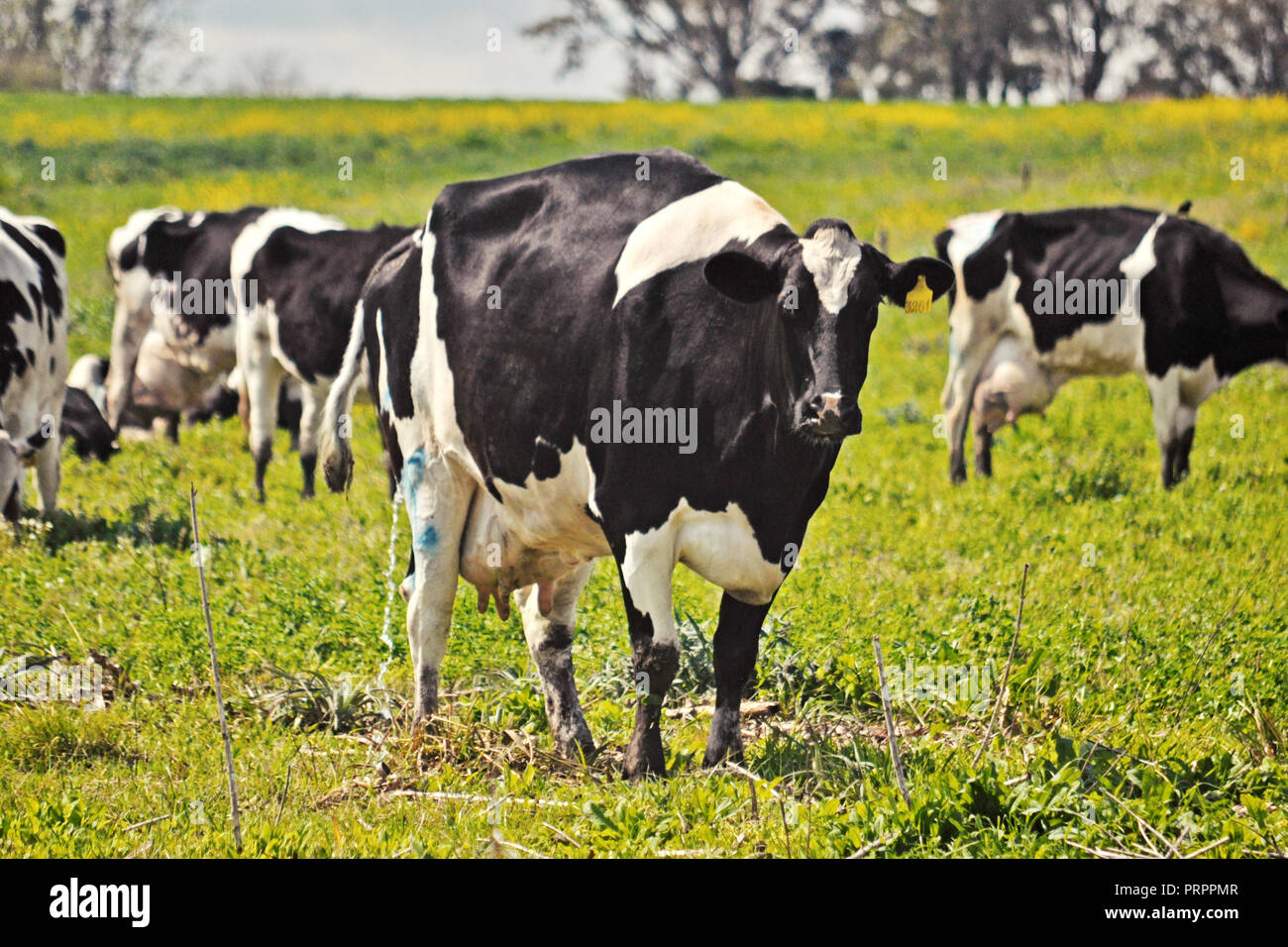 Milk cow peeing in a farm (Holstein Stock Photo - Alamy