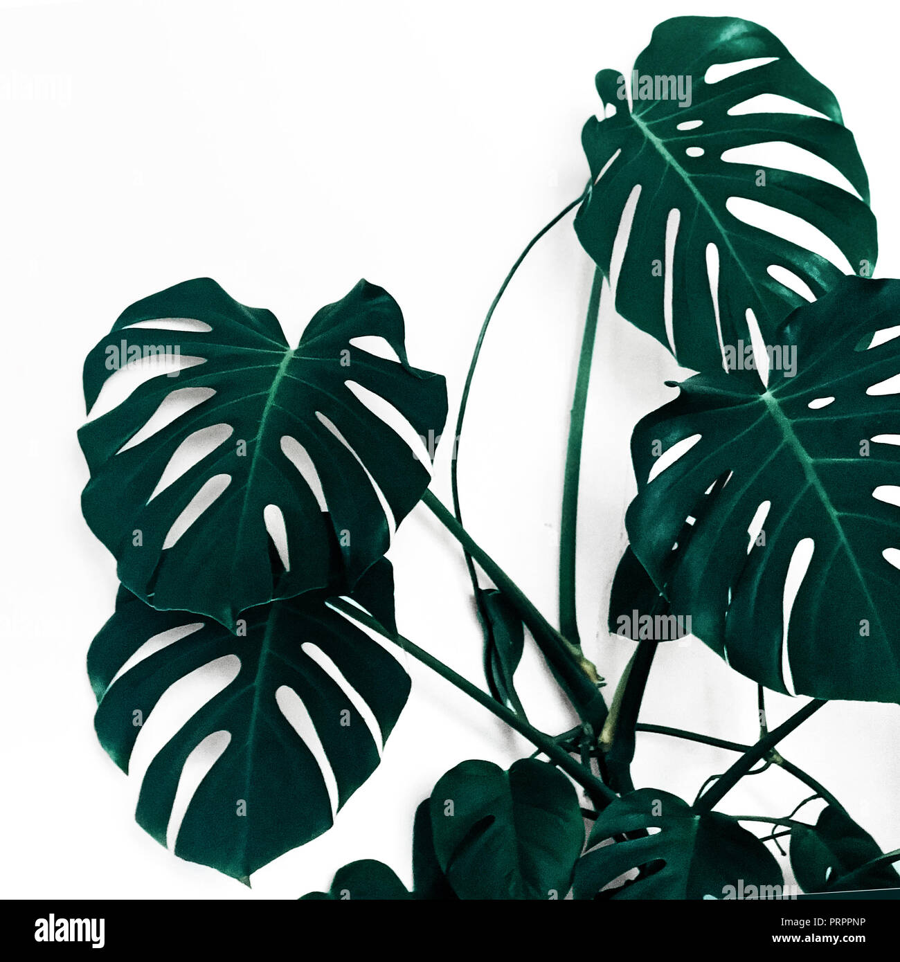 Natural backdrop with monstera leaves on white background Template in ...