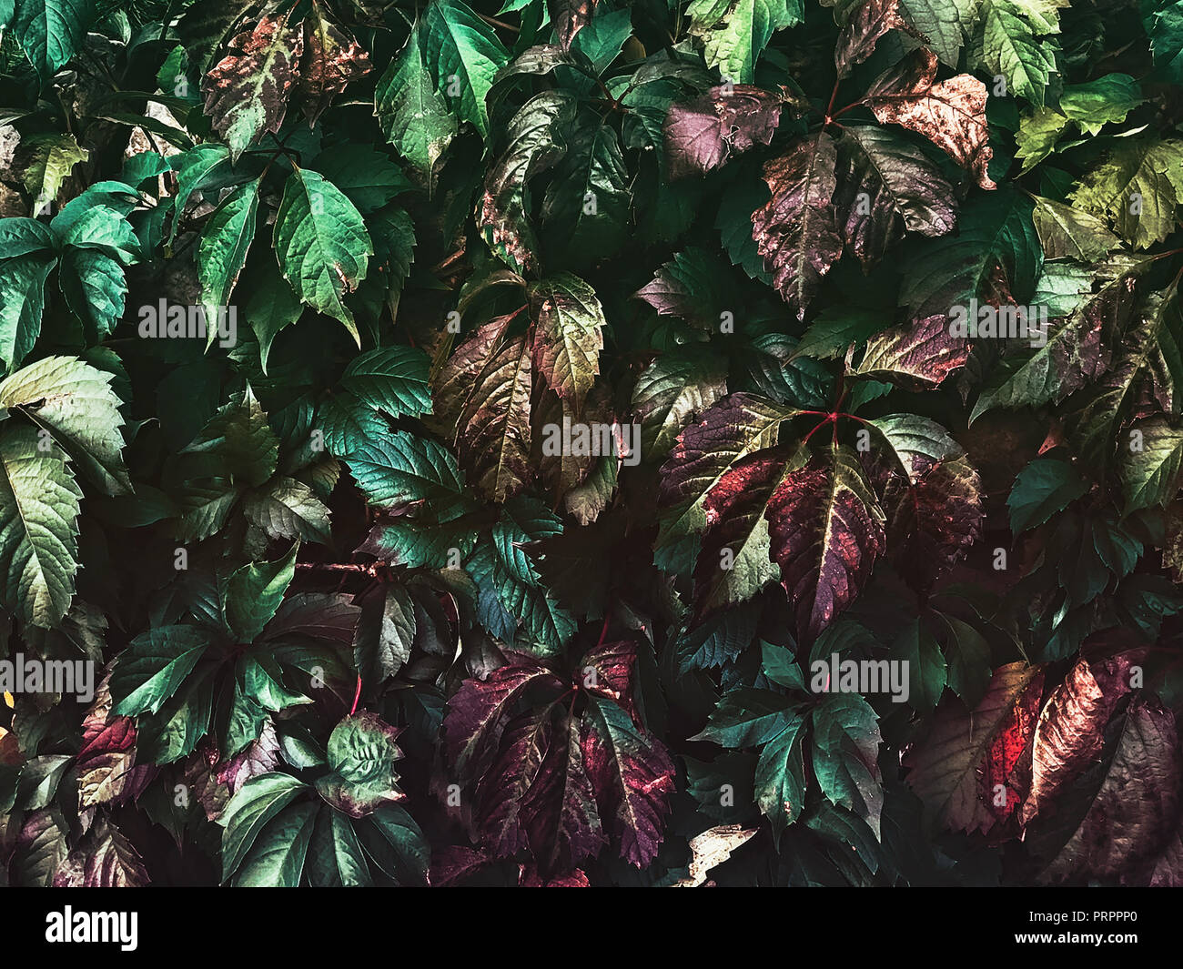Ivy in autumn Close-up photo pattern Garden ivy vines with gradient ...