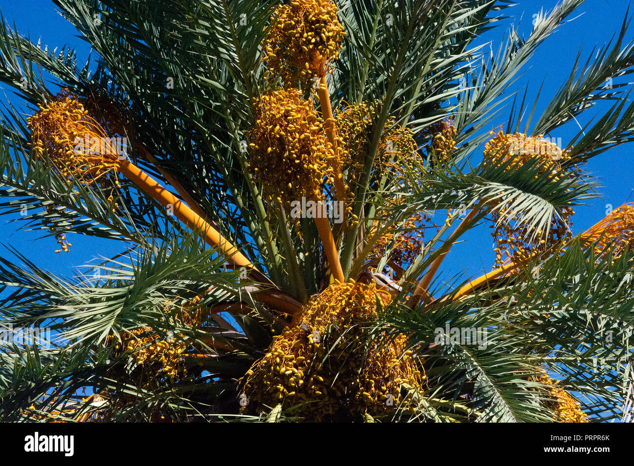 Date palm fruits closeup against blue sky on a sunny afternoon in ...