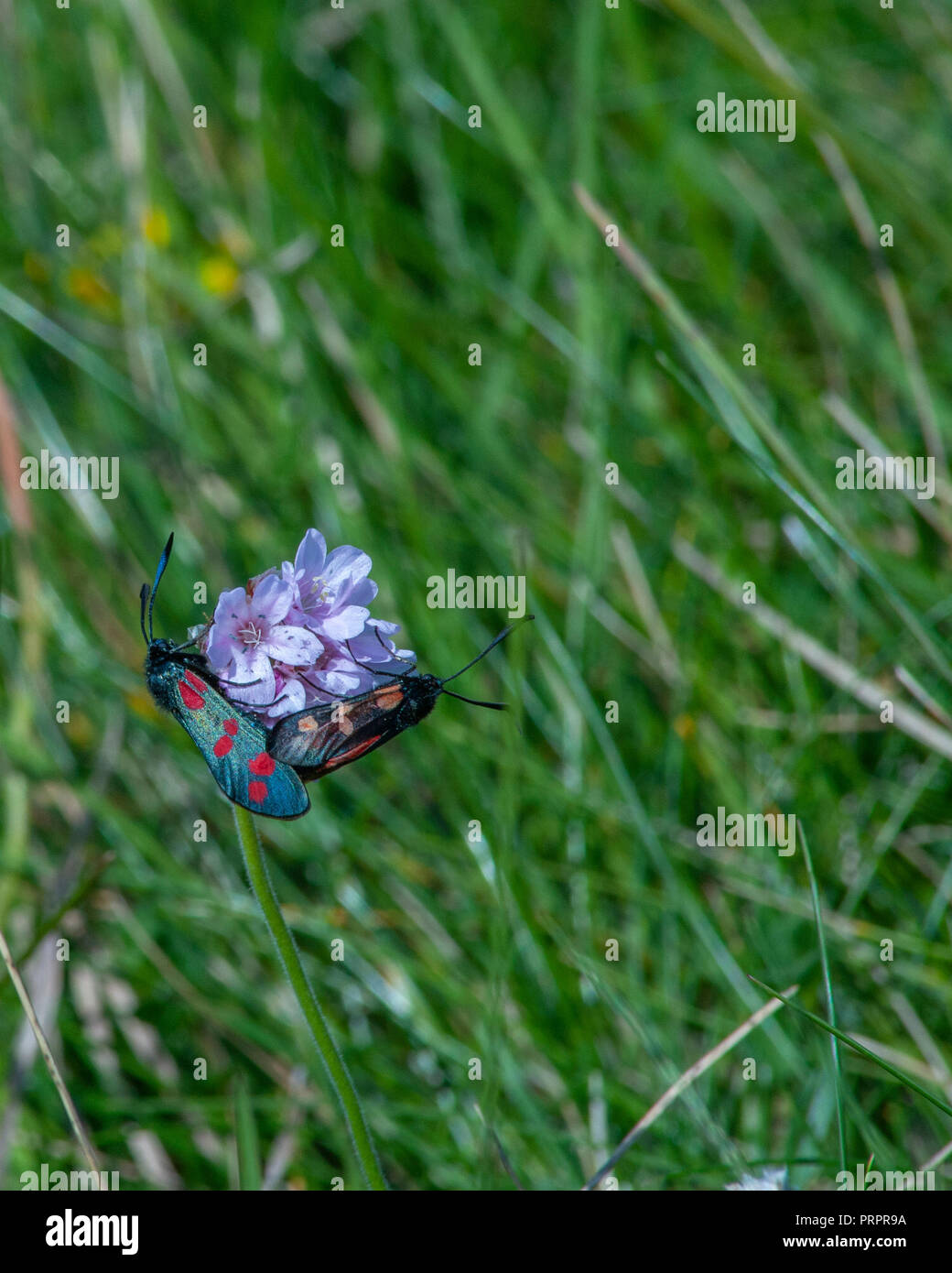 Day flying moths hi-res stock photography and images - Alamy