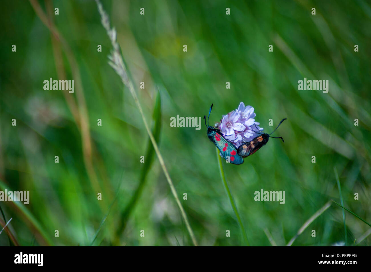 Day flying moths hi-res stock photography and images - Alamy