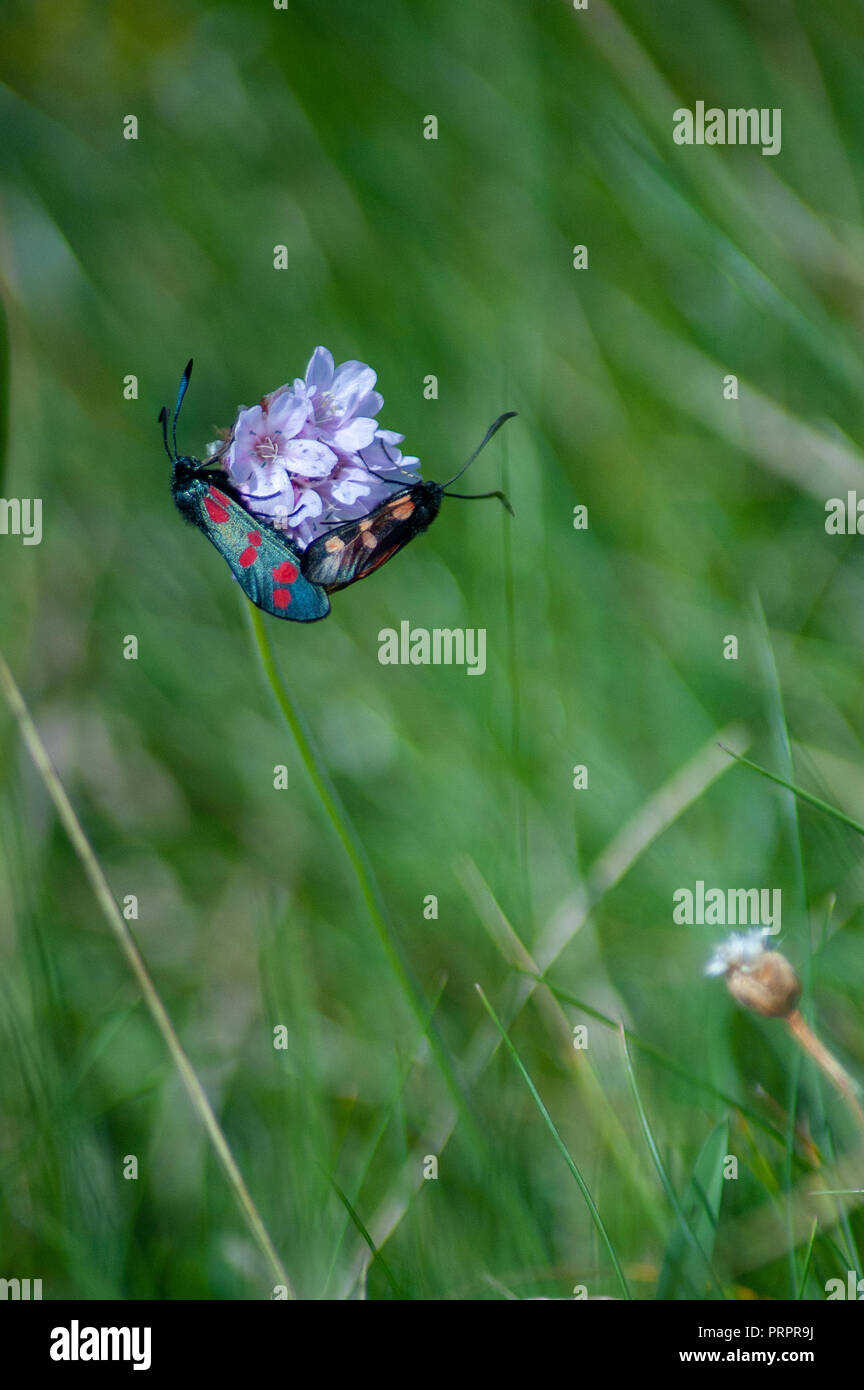 Day flying moths hi-res stock photography and images - Alamy
