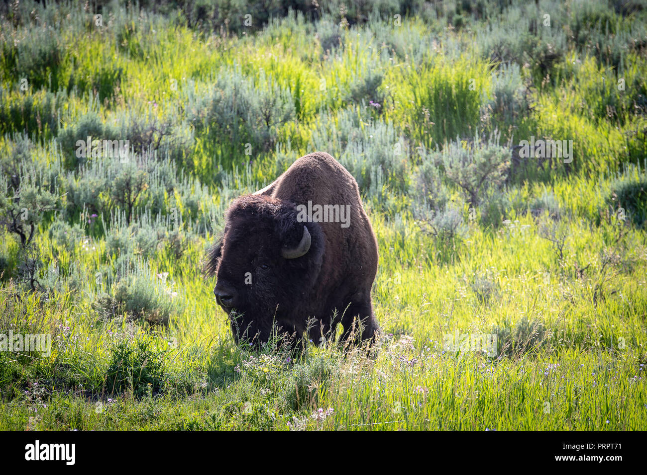 Yellowstone grass and mountains hi-res stock photography and images - Alamy