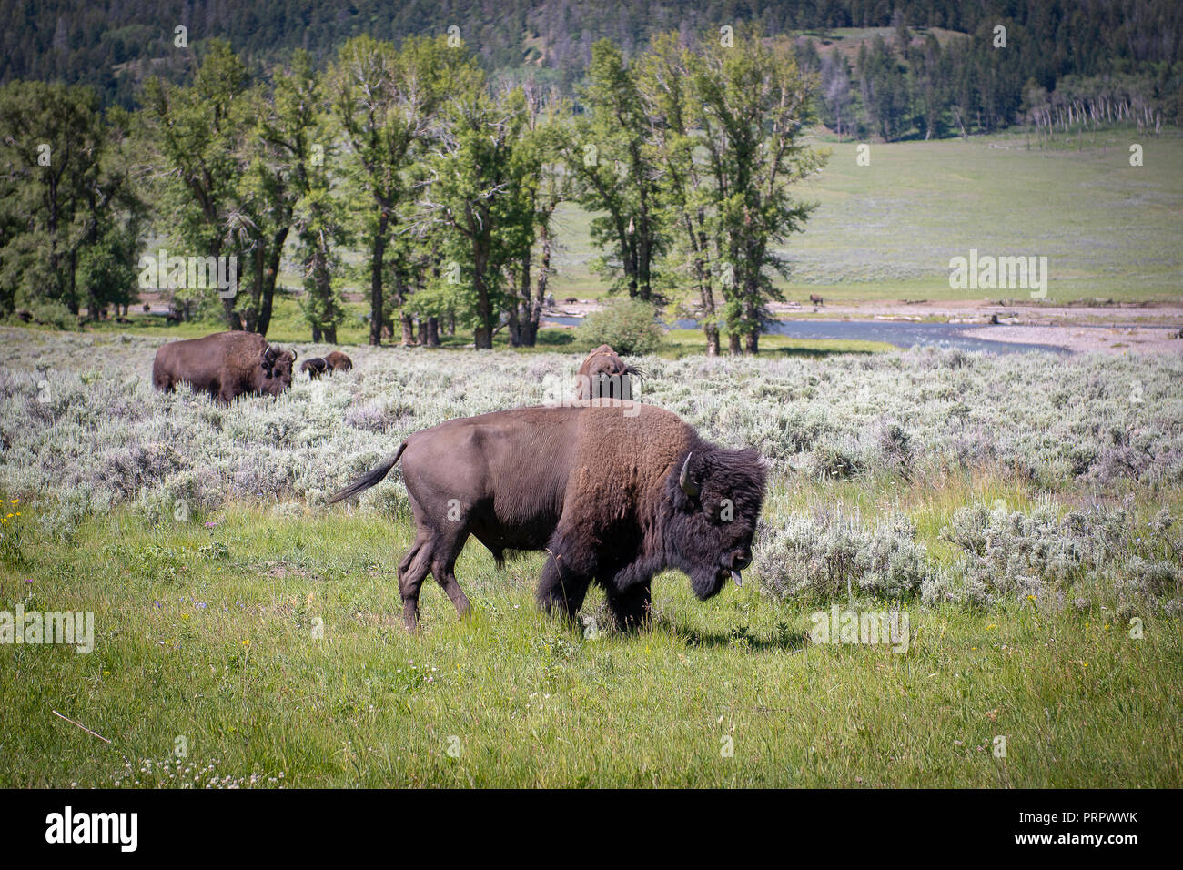 Yellowstone animals hi-res stock photography and images - Alamy