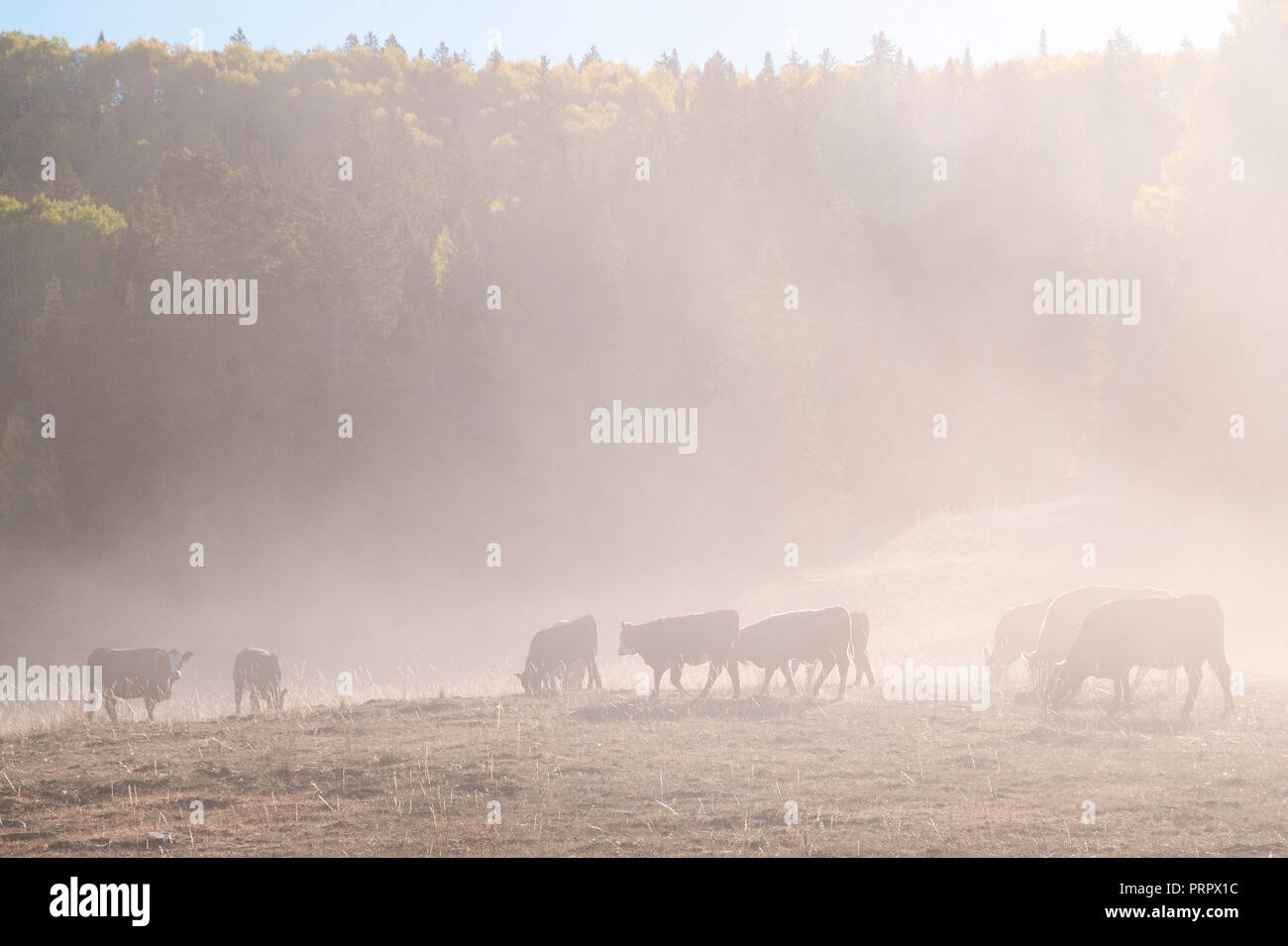 Cattle dust storm hi-res stock photography and images - Alamy