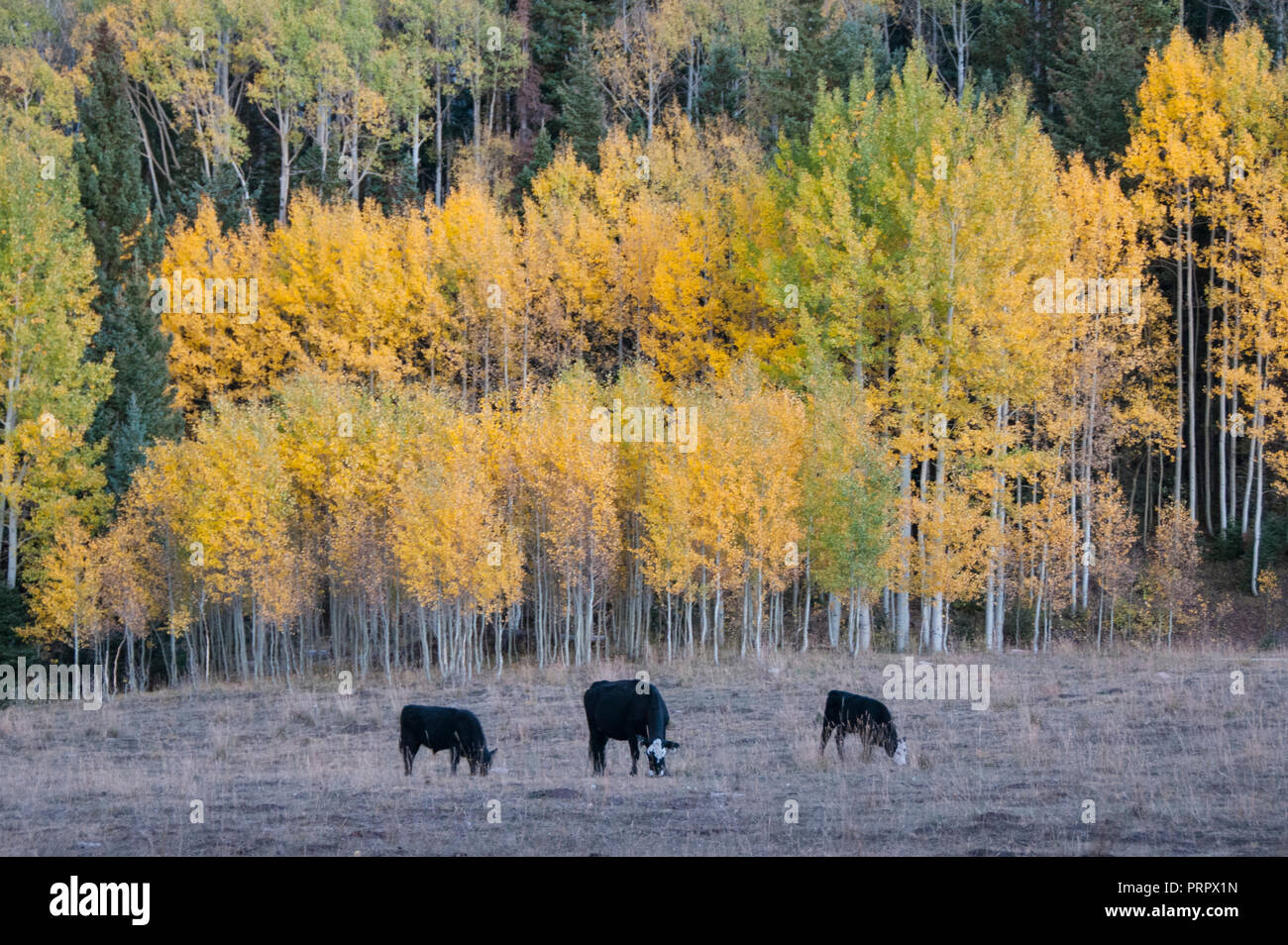 Cow Family Grazing among Fall Leaves Stock Photo - Alamy