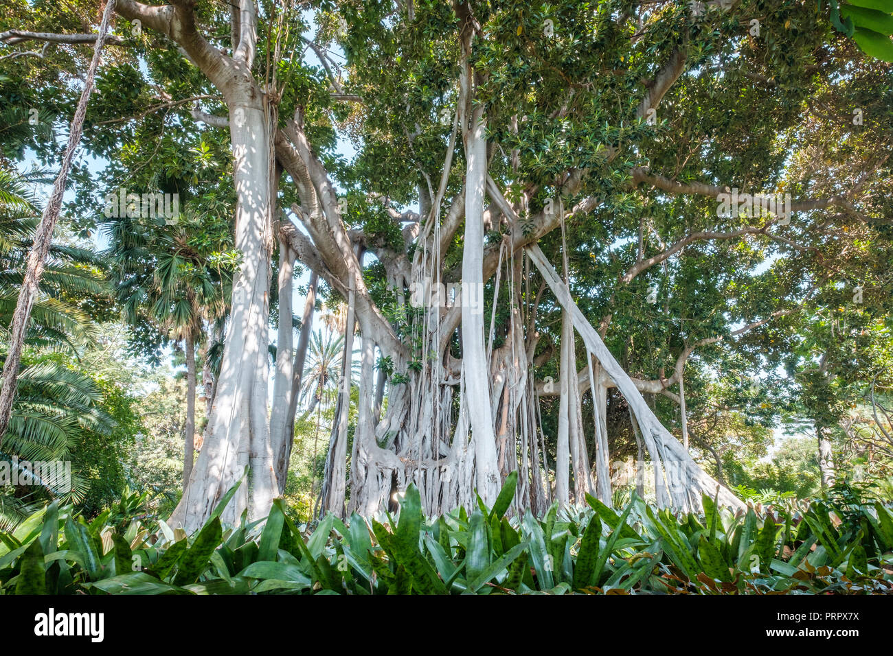 giant ficus tree with hanging air roots , Tenerife Stock Photo - Alamy