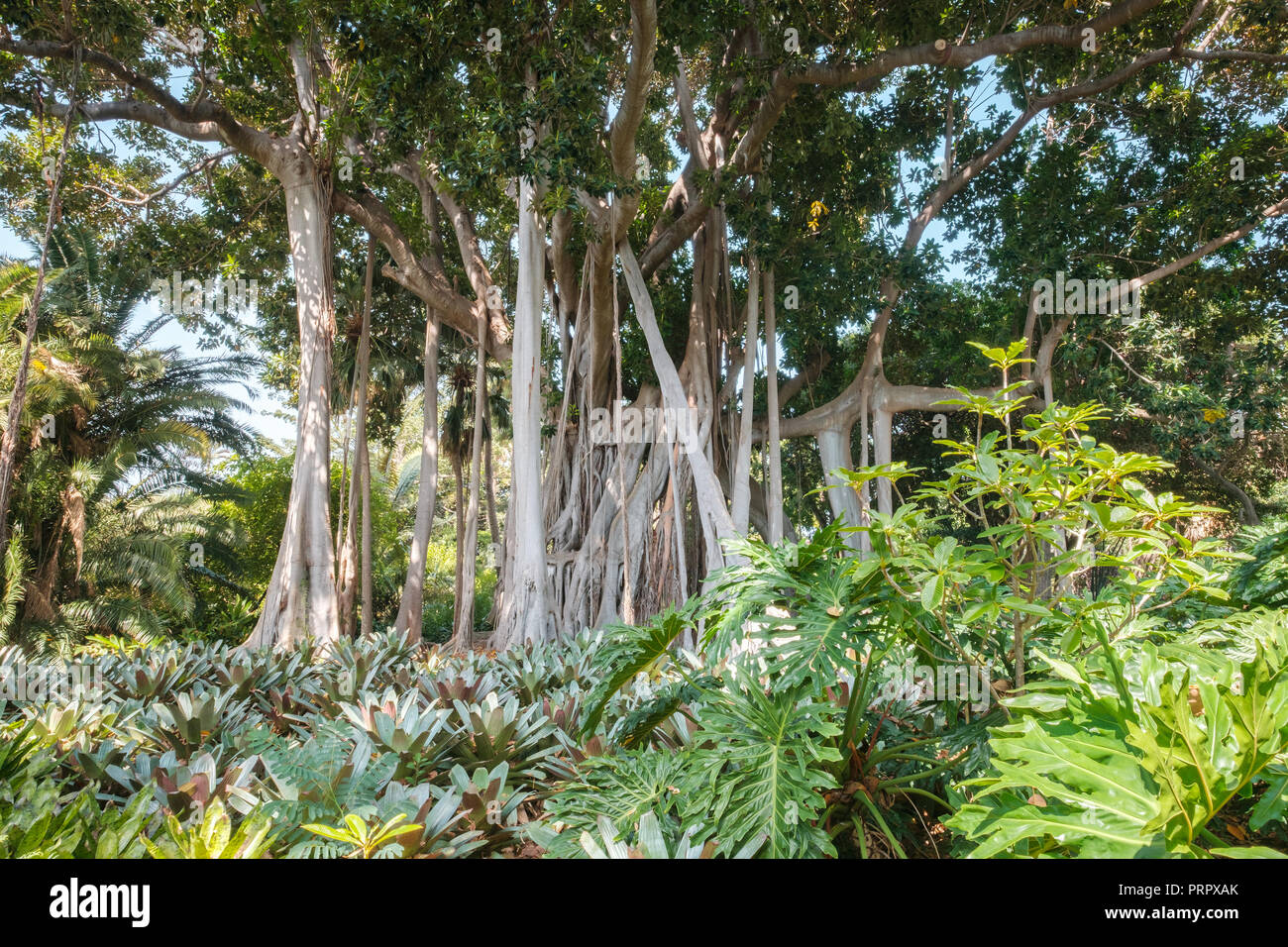 Ficus Tree, Botanic Garden, Puerto de la Cruz, Tenerife, Canary Islands ...