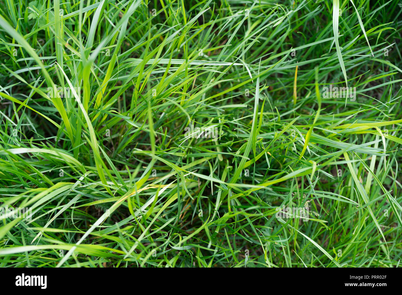 Fresh green long grass background. Spring or summer season outdoor ...