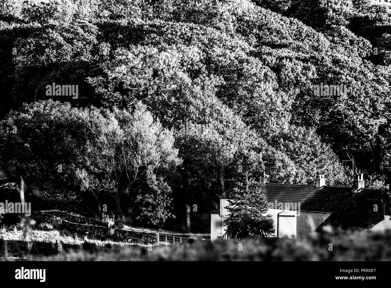 Colours yellow green Black and White Stock Photos & Images - Alamy