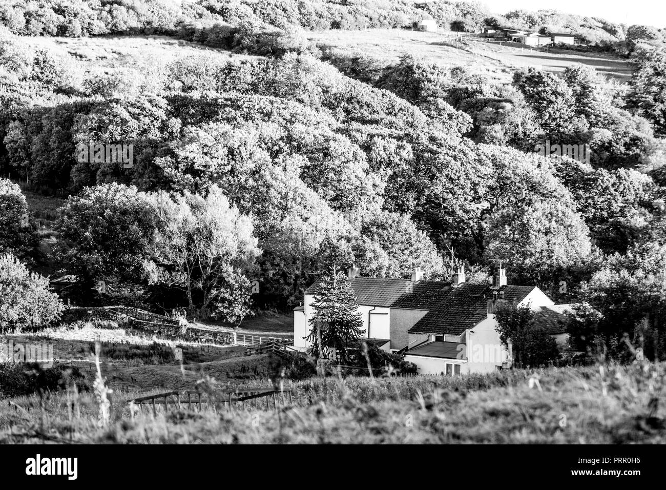 Colours yellow green Black and White Stock Photos & Images - Alamy