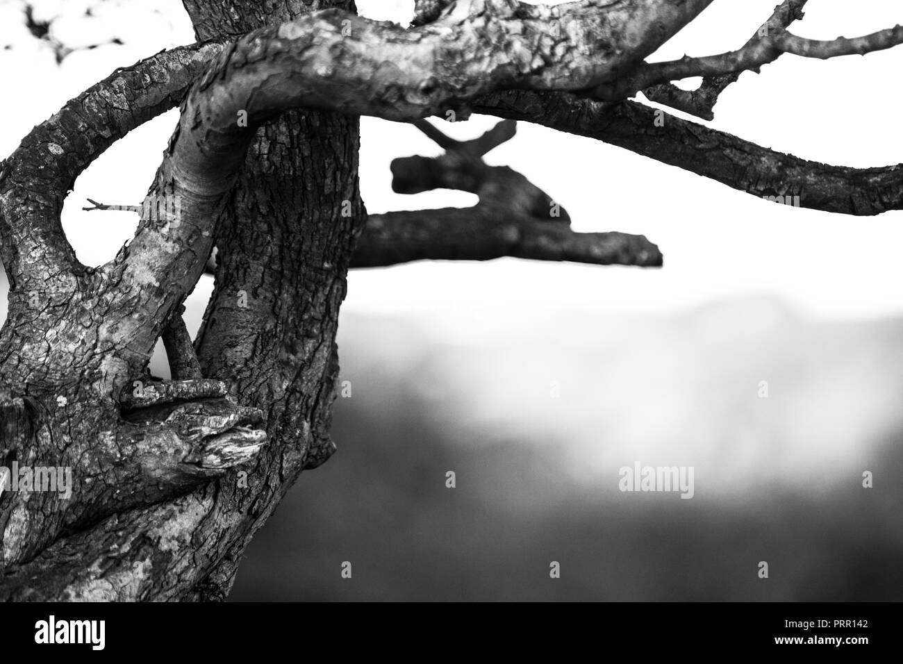 Colours yellow green Black and White Stock Photos & Images - Alamy