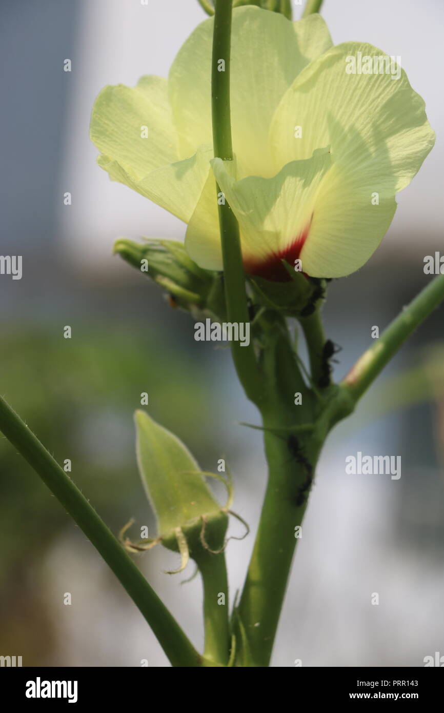Flower smell good hi-res stock photography and images - Alamy