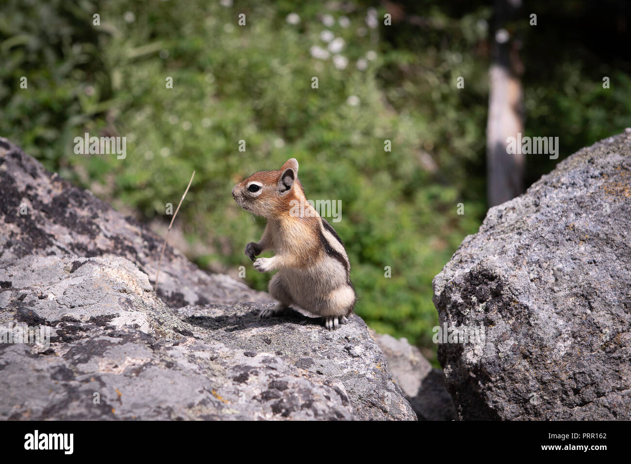 Summer critters hi-res stock photography and images - Alamy