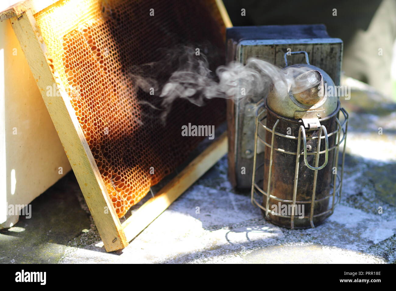 Bee smoker generating smoke blowing onto a hive frame to calm the bees ...